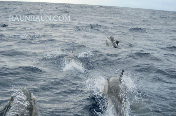 Teluk Kiluan (Kiluan Bay) start Jakarta – RAUNRAUN.COM